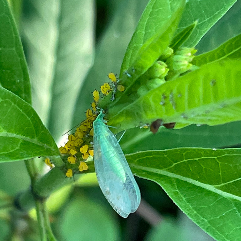 COMPLEMIP® – Micsa