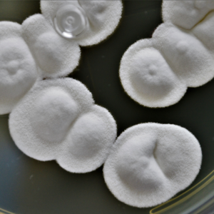 RIKODERMA® 8 WP – Micsa