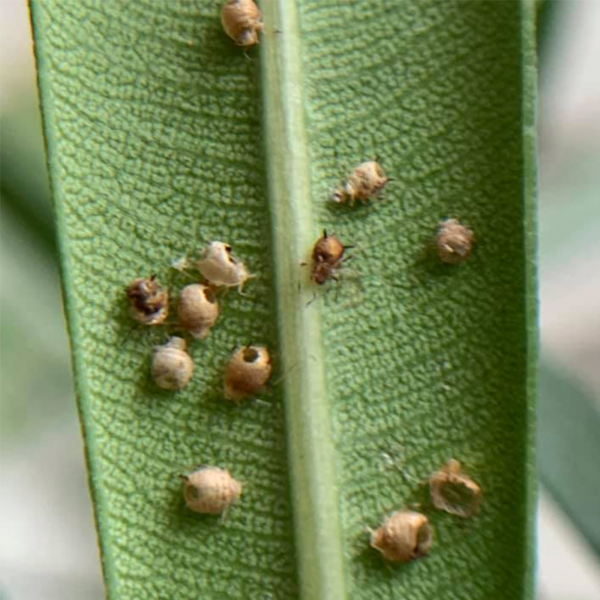 Productos y Soluciones – Micsa