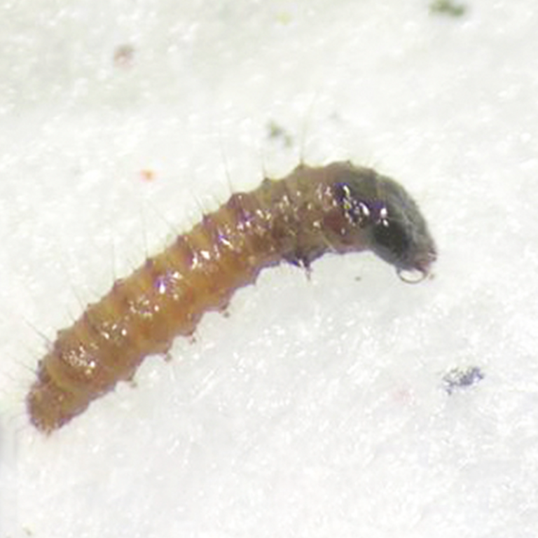 Micsa – Soluciones Biológicas Sostenibles