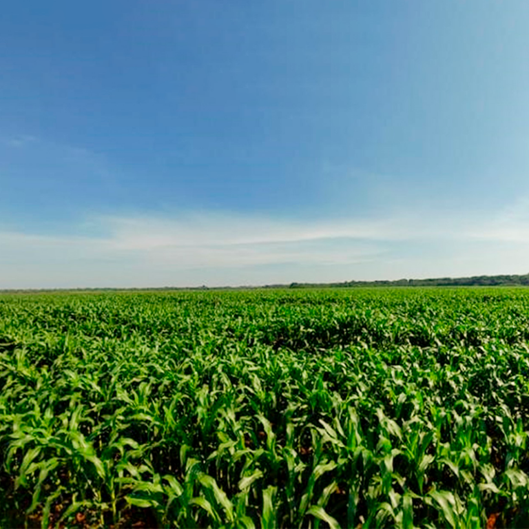 Micsa – Soluciones Biológicas Sostenibles