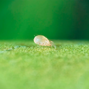 COMPLEMIP® – Micsa