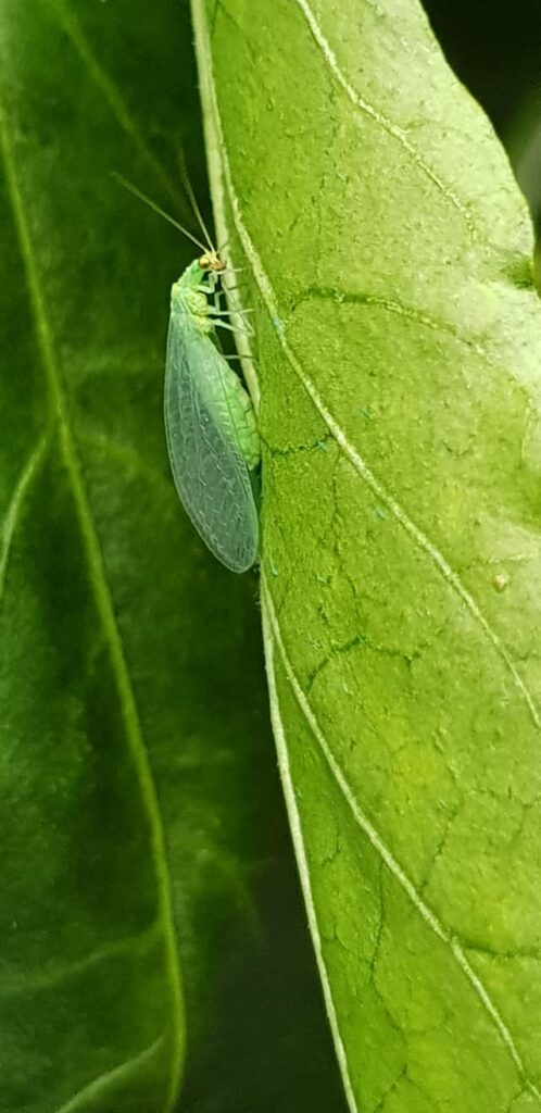 Contáctanos – Micsa